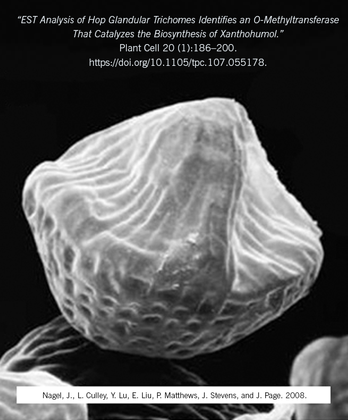 Purified Hops Products | Phytopharmaceuticals | Hop Suppliers